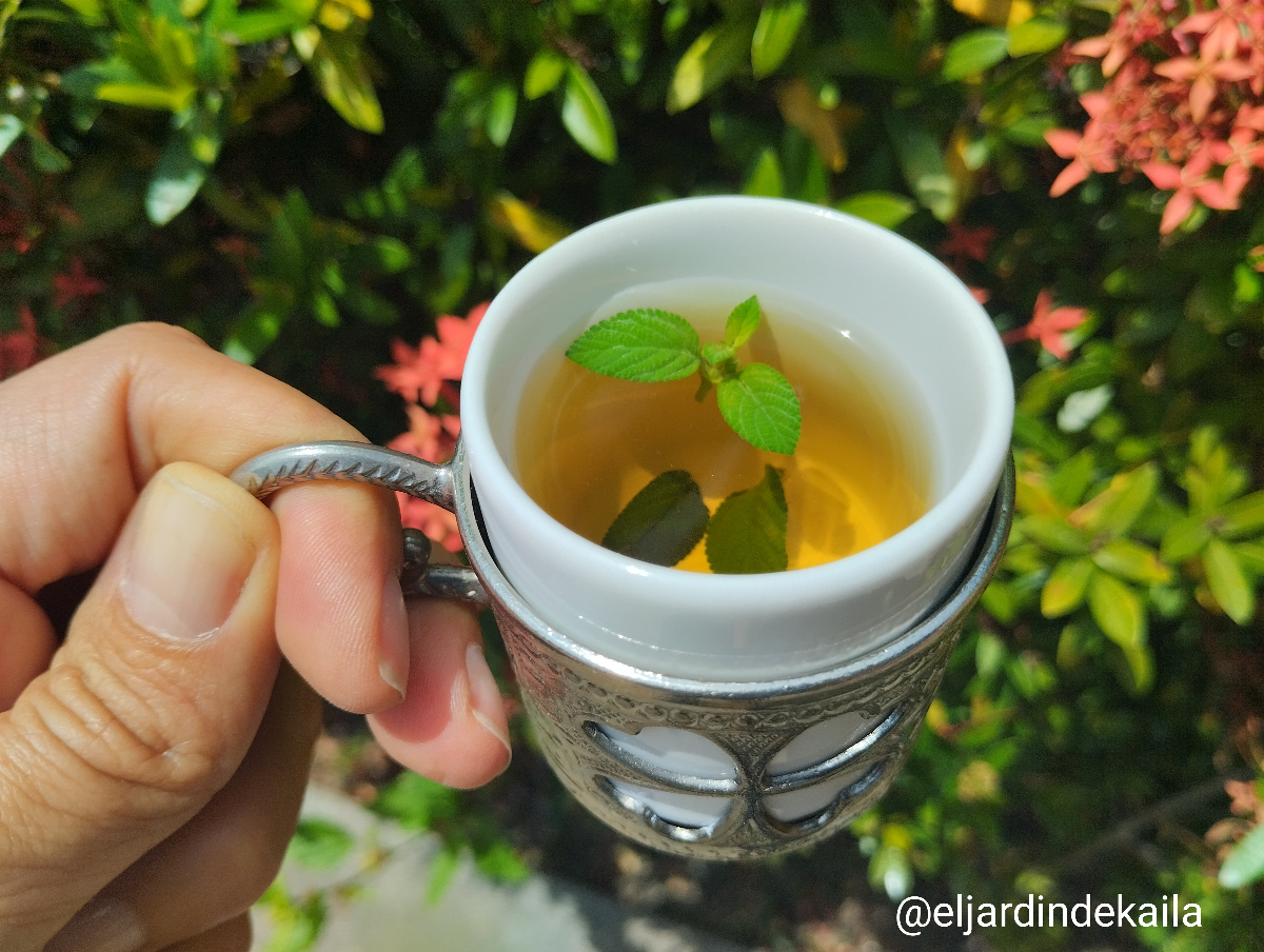 Toronjil Silvestre o Melisa Silvestre hierba de grandes propiedades ...