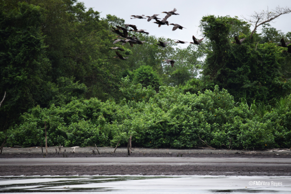 Los bosques del presente son la clave para el futuro 21 de marzo Día ...